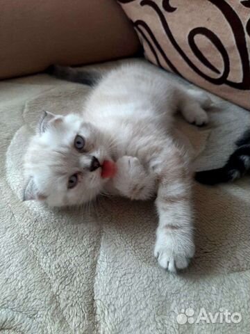 Шотландские котята