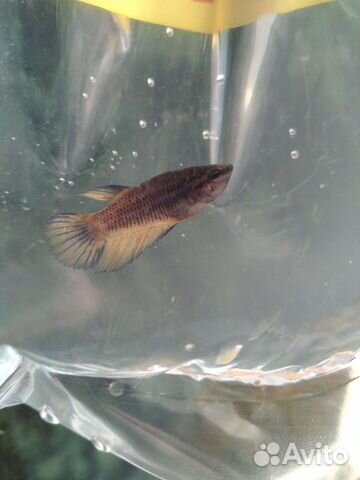 Самочки петушка