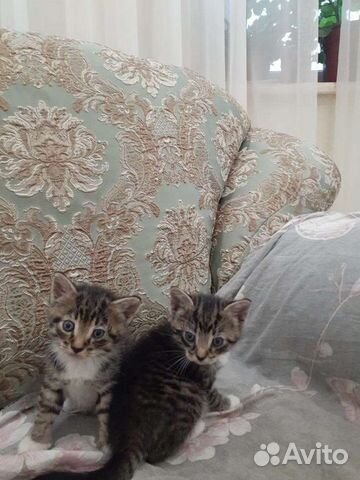 Серо-полосатый котенок мальчик в очень добрые руки