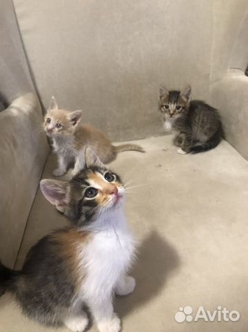 Котята в добрые руки