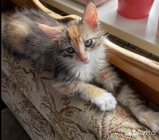 Забава-чудо-котенок