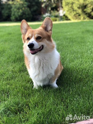 Вельш-корги пемброк вязка