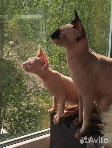 Канадский сфинкс