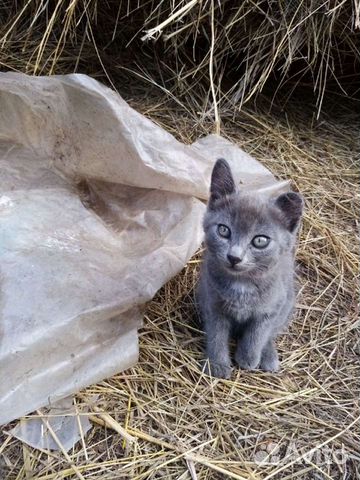 Котенок Дымок