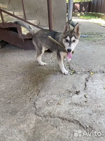 Сибирский хаски