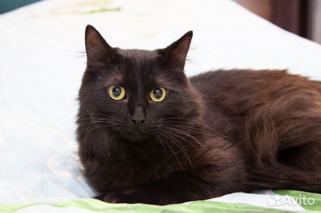 Кот Симба, 1 год