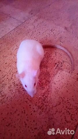 Крыса дамбо бесплатно