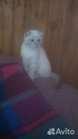 Кошечка смесь балинизинец с британкой вислоухой. 4