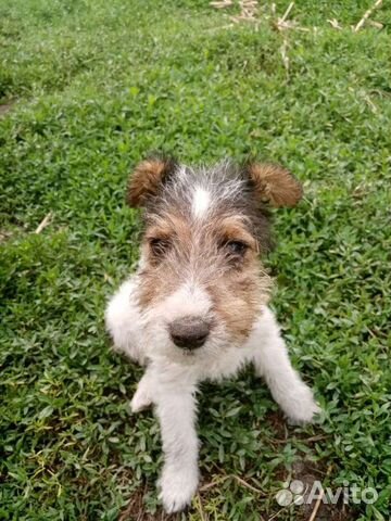 Фокстерьер жесткошерстный