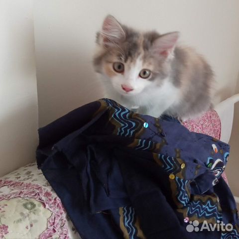 Котята в добрые руки приучены к лотку