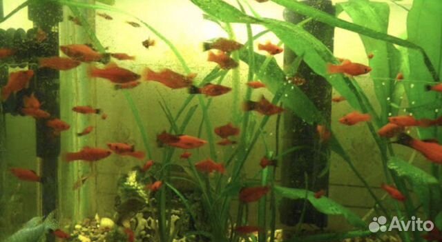 Аквариумные рыбки меченосцы