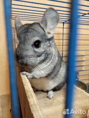 Продается шиншилла с клеткой