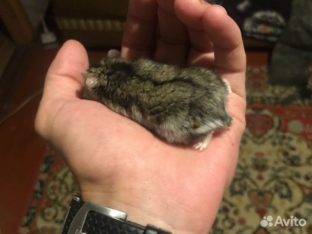 Джунгарский хомяк бесплатно