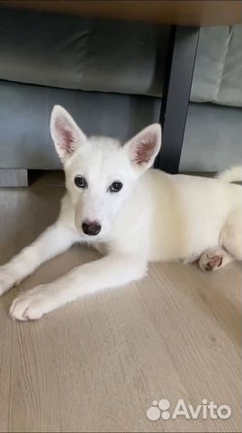 Самоед+хаски