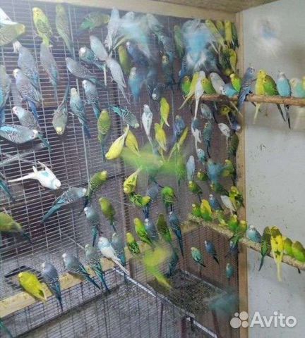 Волнистые попугаи