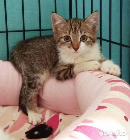 Кошечка умница и красавица