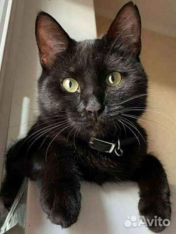 Кошка в добрые ручки