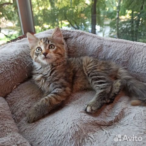 Милая Ариша в добрые руки