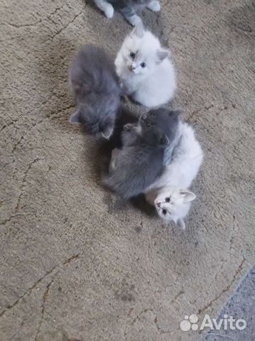 Котята
