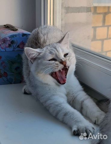 Британская короткошерстная кошка