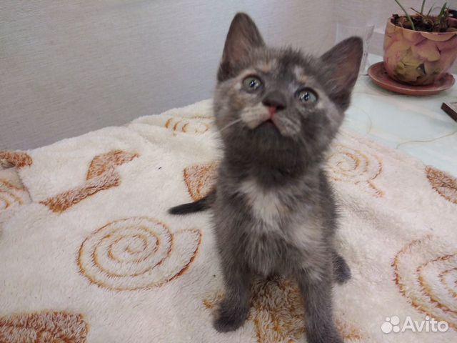 Нюся ищет дом