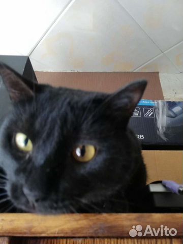 Кошт