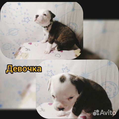 Щенки аст