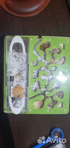 Муравьиная ферма с муравьями