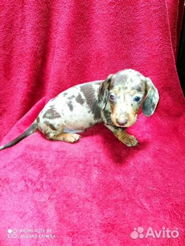 Супер таксы