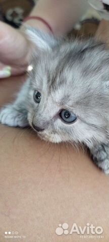 Кошка в дар