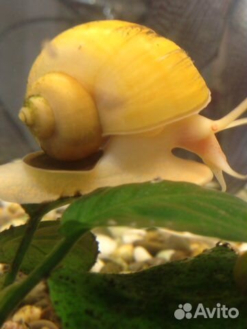 Улитка Ампулярия