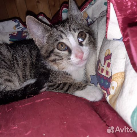 Котенок серо-белый Крис в дар