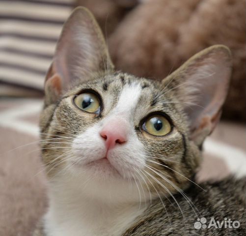 Очаровательная котенок девочка 5 мес