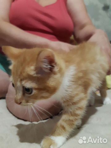 Кошка