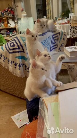 Британские котята шиншилла