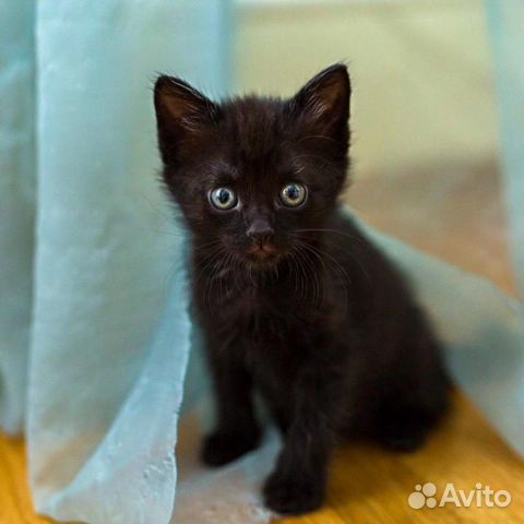 Счастье в дом