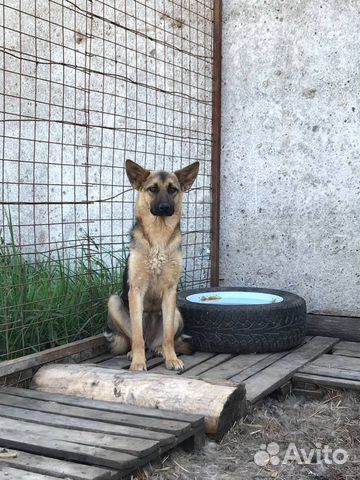 Собака немецкая овчарка