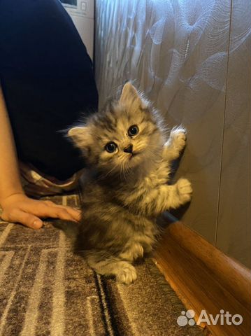 Котята