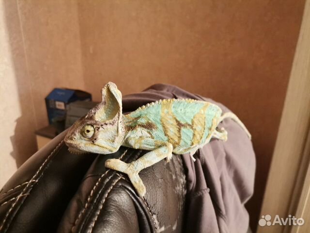 Отдам хамелеона