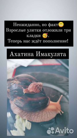 Ахатина Иммакулята