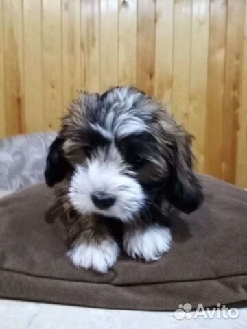 Цветная болонка