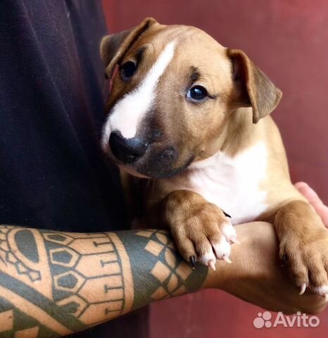 Бультерьер