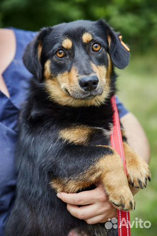 Метис таксы чудесная Лайма ищет дом