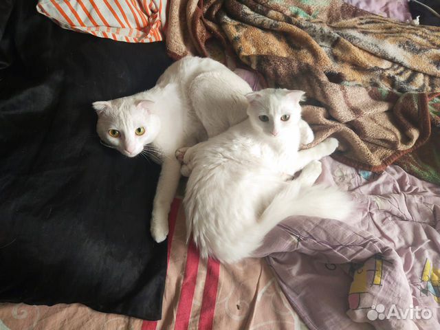 Кот и кошка смесь с британцами бесплатно