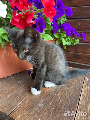 Котенок