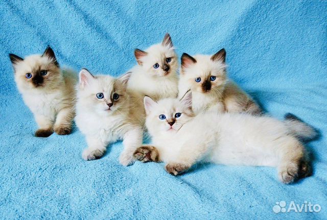 Коьята породы Невская Маскарадная