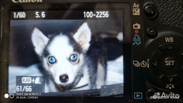 Щенки хаски