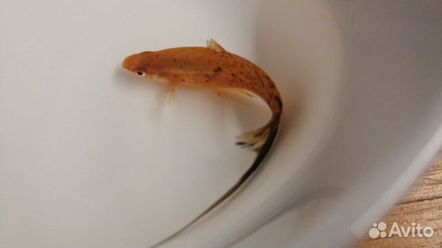 Рыбка меченосец