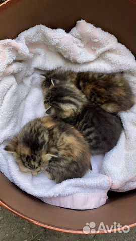 Котята в добрые руки бесплатно