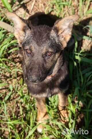 Щенок Линда